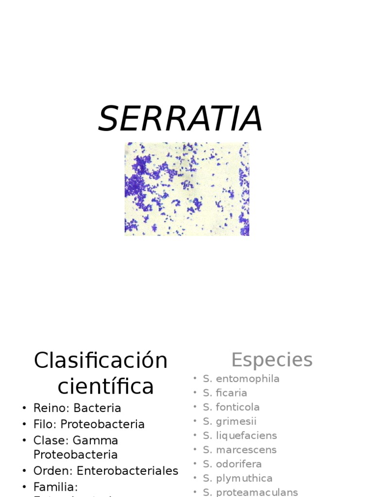 SERRATIA | Microbiología | Medicina CLINICA