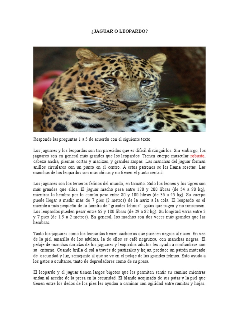 Comprensión Lectora 6o | PDF | Jaguar | Leopardo