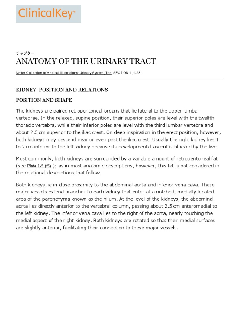 Anatomy of Urinary Tract-Netter PDF | PDF | Kidney | Urinary Bladder