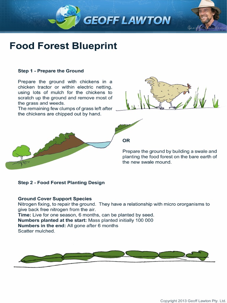 Food Forest Blueprint | PDF