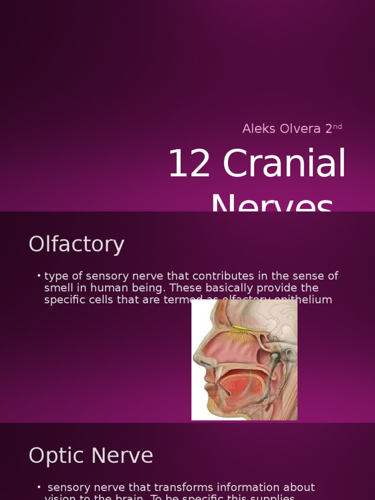 12 Cranial Nerves | PDF