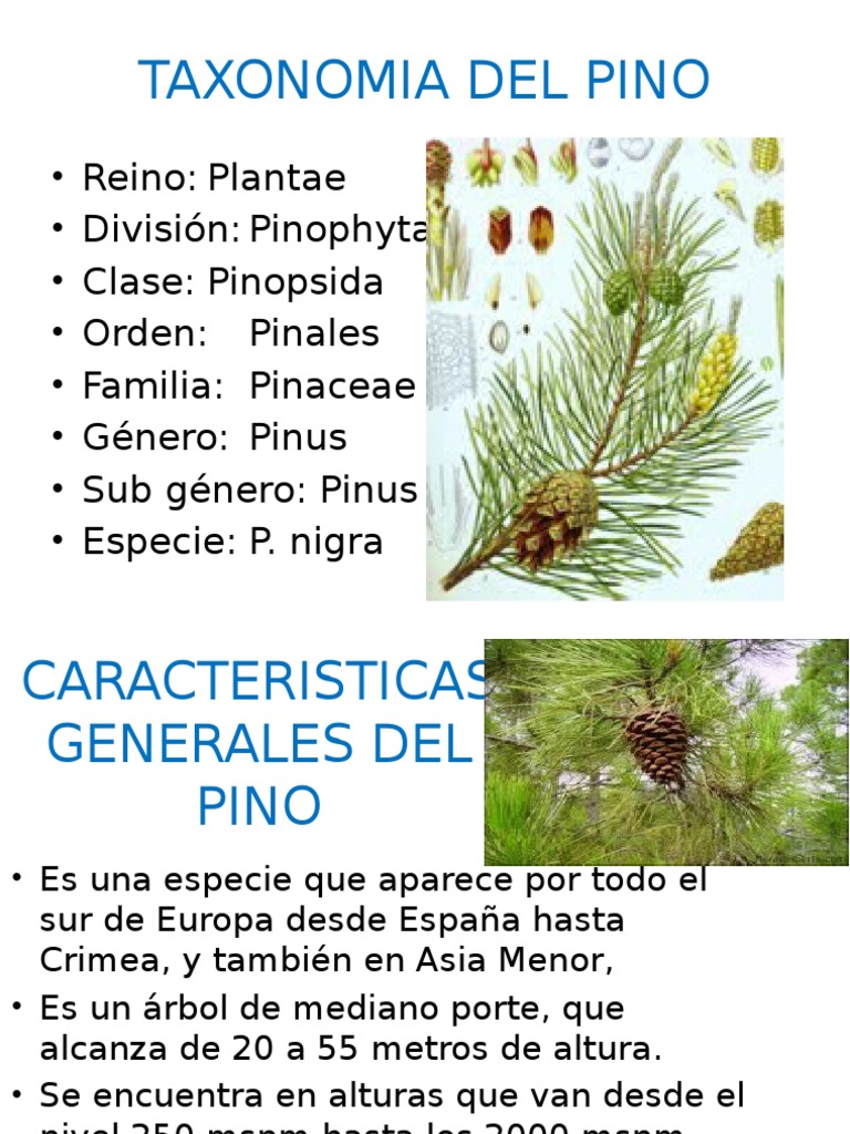Taxonomia Del Pino | PDF | Plantas | Hoja