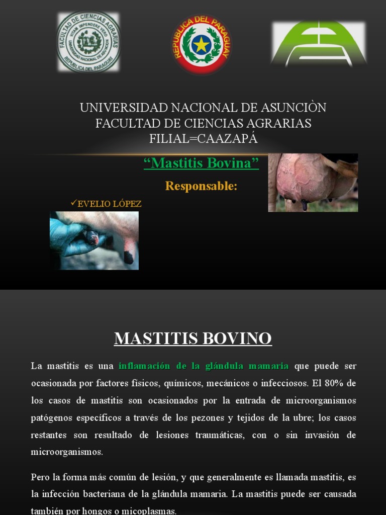 Mastitis Bovina | PDF | Infección | Vacas