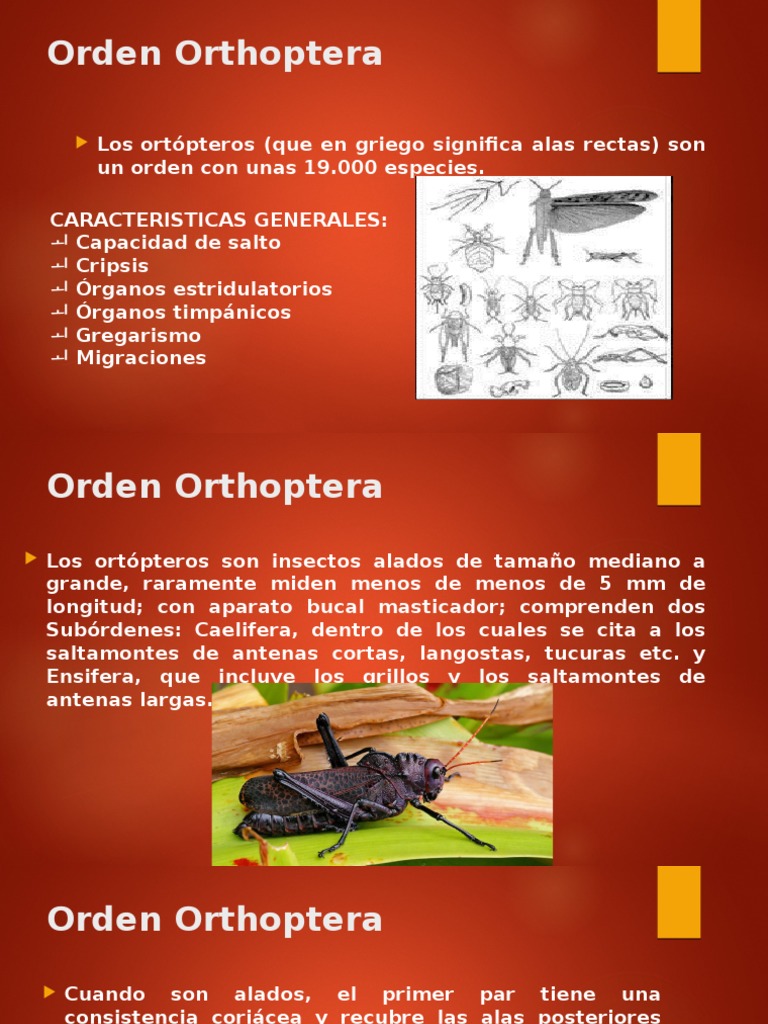 Orden Orthoptera | Insectos | Hexapoda