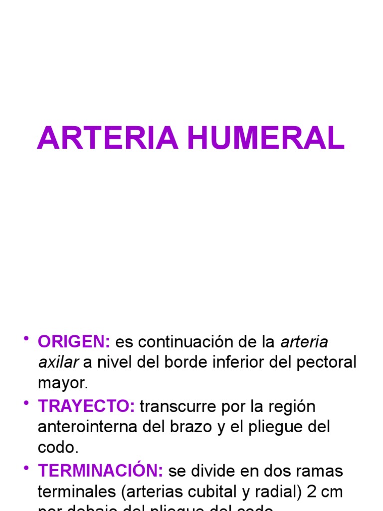 Arteria Humeral 1 | PDF | Extremidades (anatomía) | Anatomía humana