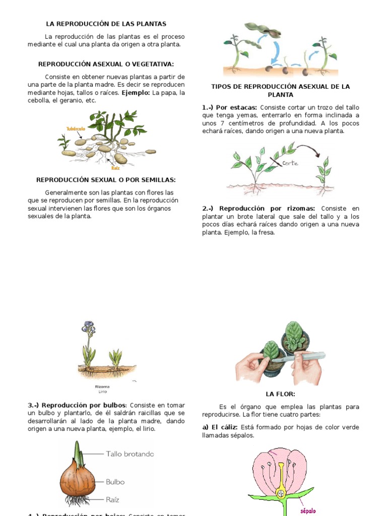Reproducción de Plantas: Tipos y Ejemplos | PDF | Flores | Polen