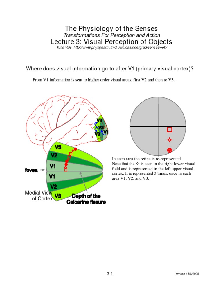 The Physiology of The Senses Lecture 3: Visual Perception of Objects | PDF | Visual Cortex ...