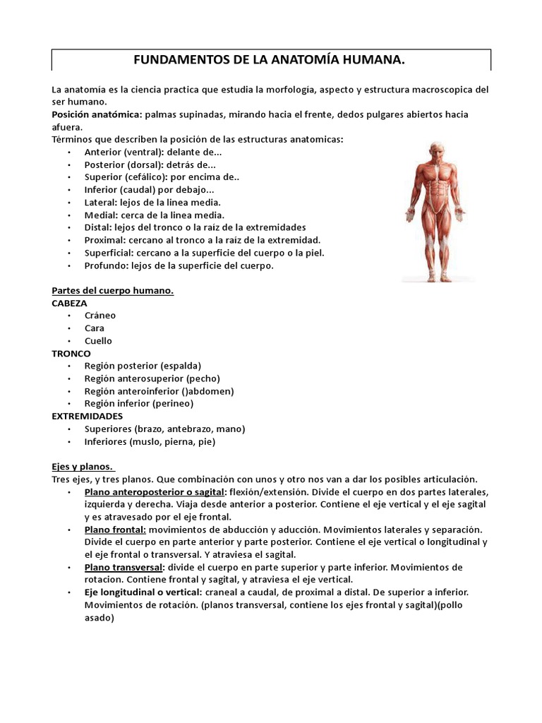 Fundamentos De La Anatomia Humana Pdf Articulación Términos