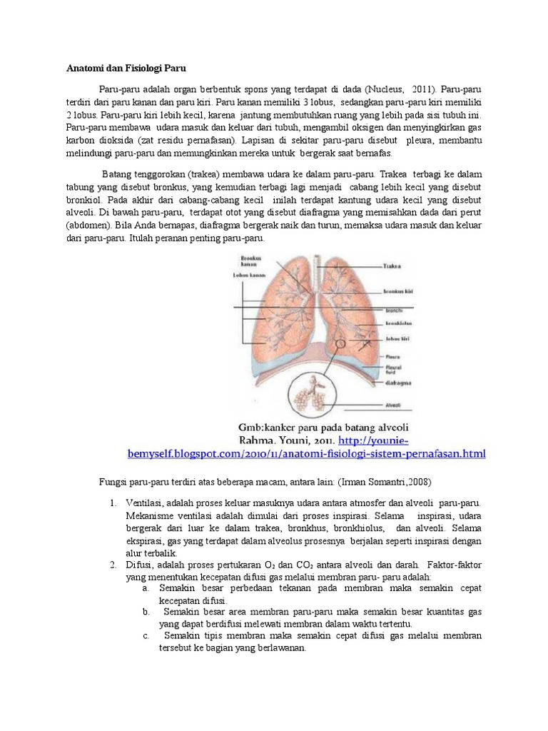 Anatomi Dan Fisiologi Paru | PDF