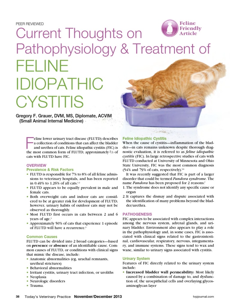 Thoughts on Feline Idiopathic Cystitis | Urinary Tract Infection ...