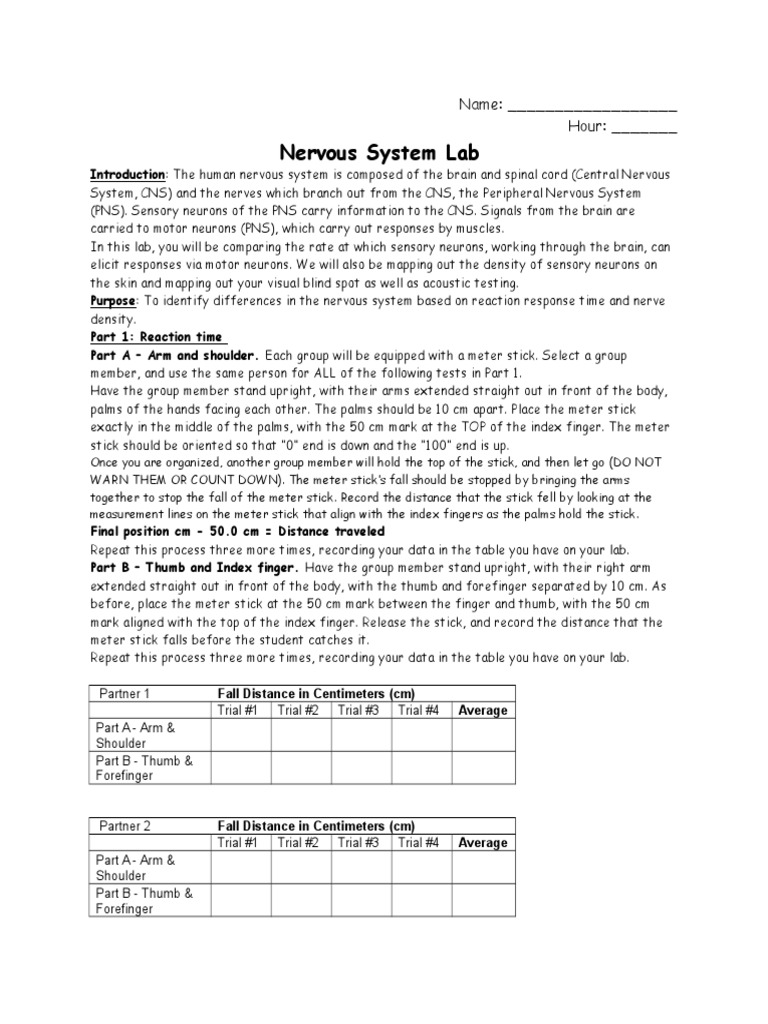 Nervous System Lab | PDF | Nervous System | Neurobiology