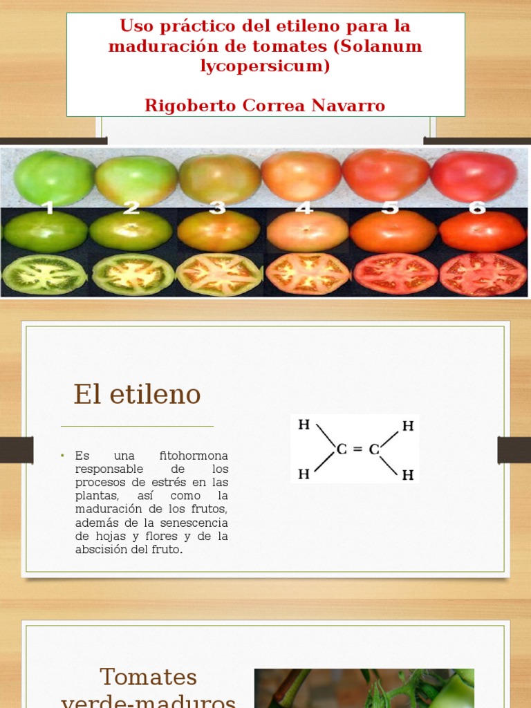 Uso práctico del etileno para la maduración de tomates (Solanum ...