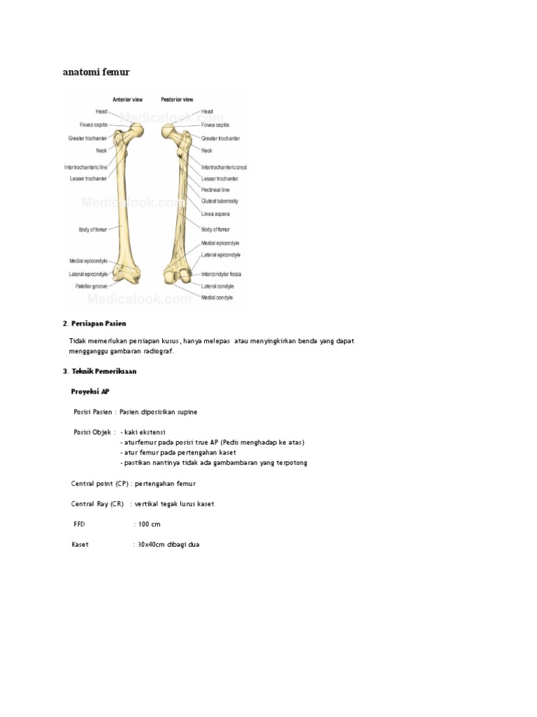 Anatomi Femur Dan Teknik Radiografi Femur | PDF