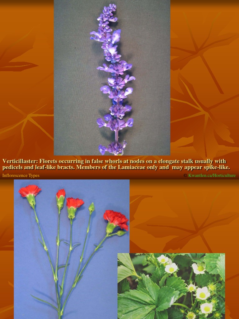 Inflorescence Types | PDF | Flowers | Garden Plants