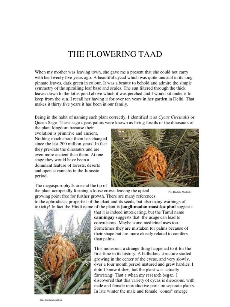The Flowering Taad: canningay suggests that the usage can lead to ...