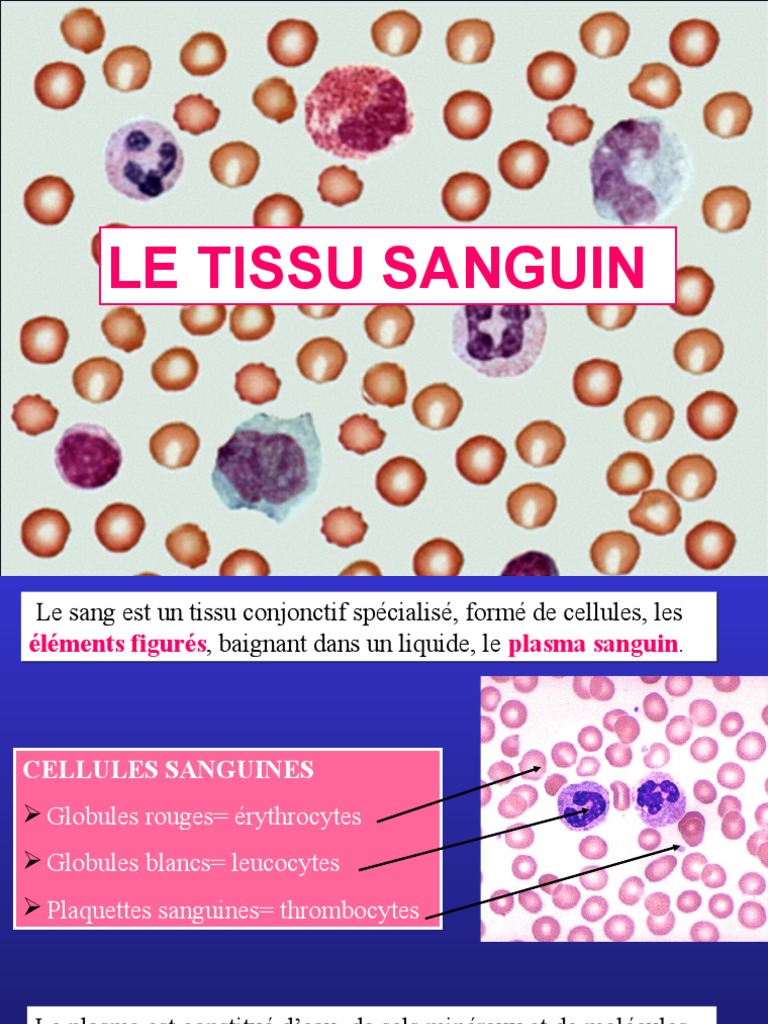 Comprendre le Tissu Sanguin | PDF | Hématopoïèse | Globule rouge