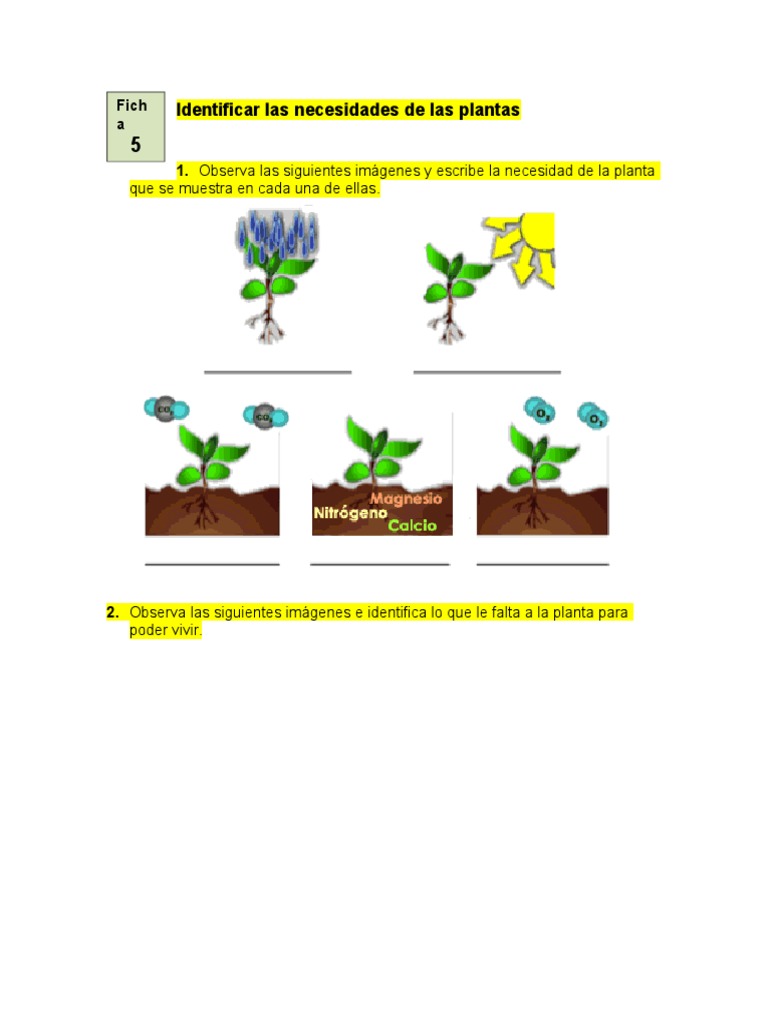 Identificar Las Necesidades de Las Plantas | PDF | Flores | Plantas
