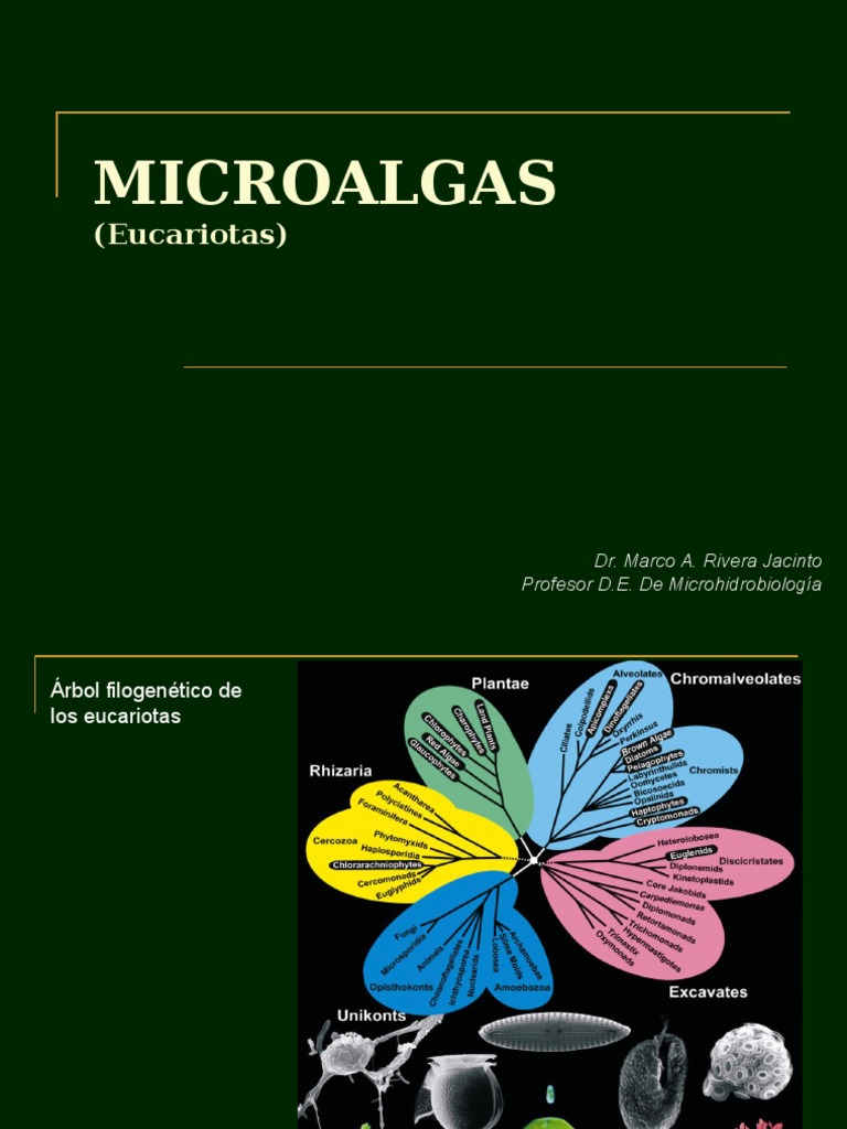 Microalgas: Crisofitos y su Ecología | PDF | Algas | Biología