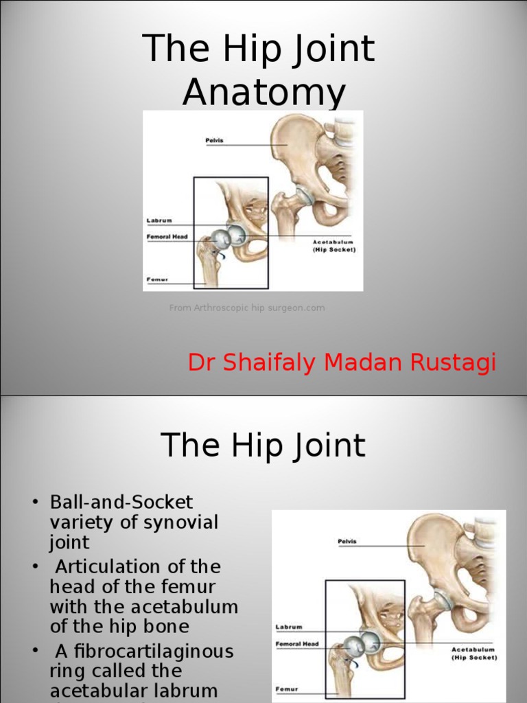 The Hip Joint Anatomy: DR Shaifaly Madan Rustagi | PDF | Hip | Soft Tissue
