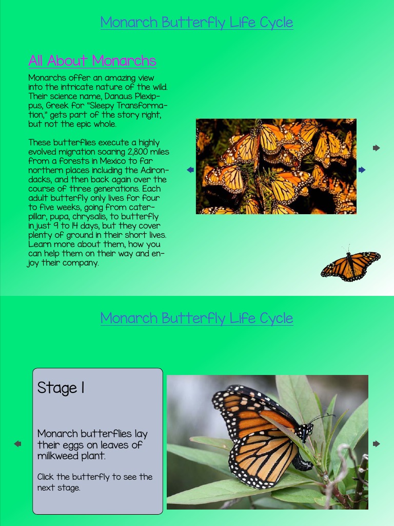 All About Monarchs: Monarch Butterfly Life Cycle | PDF
