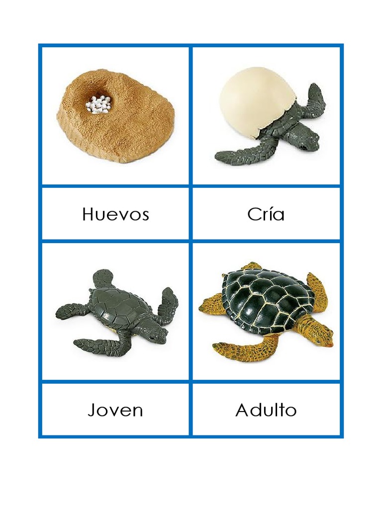 Ciclo de Vida de Una Tortuga Marina | PDF