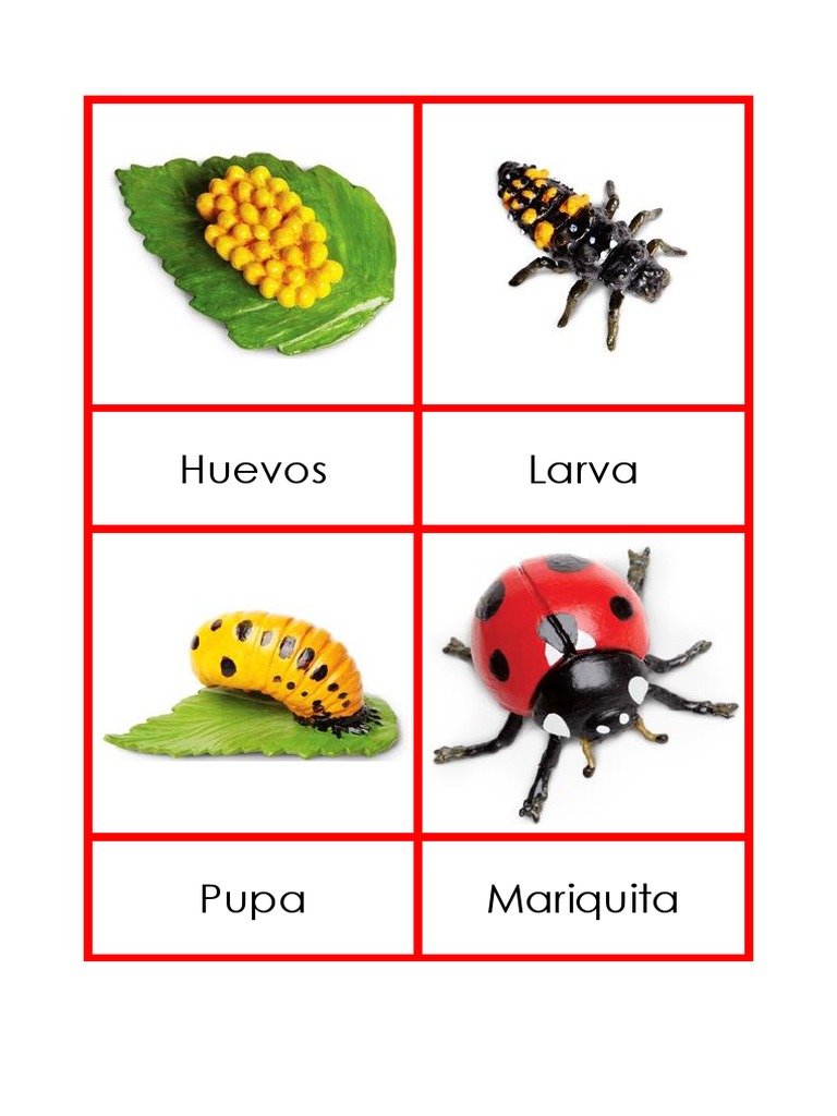 Ciclo de Vida de la Mariquita | PDF