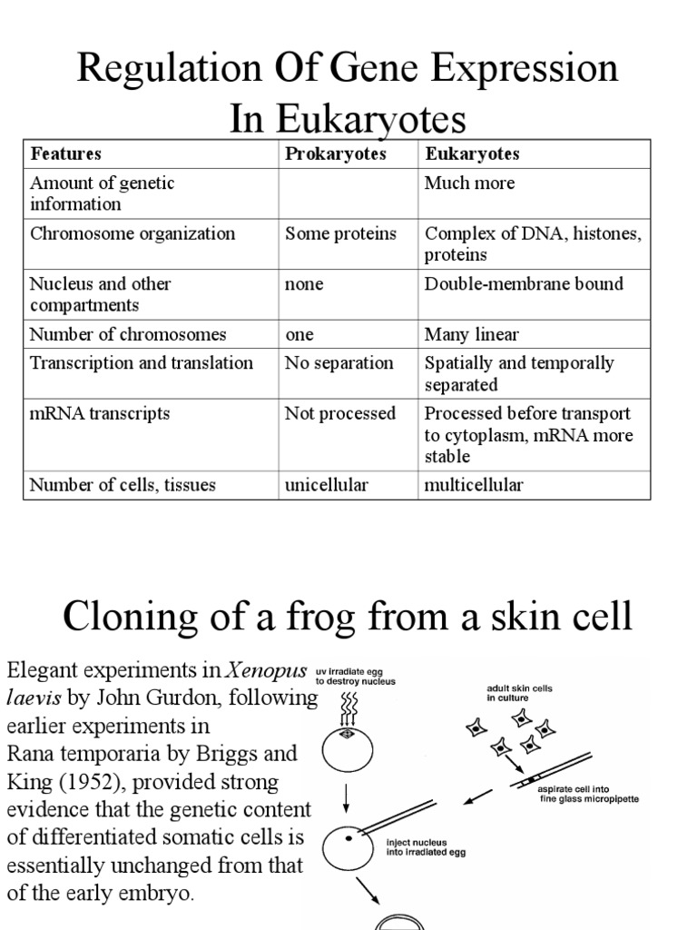Gene Expression Regulation in Eukaryotes | PDF | Messenger Rna ...