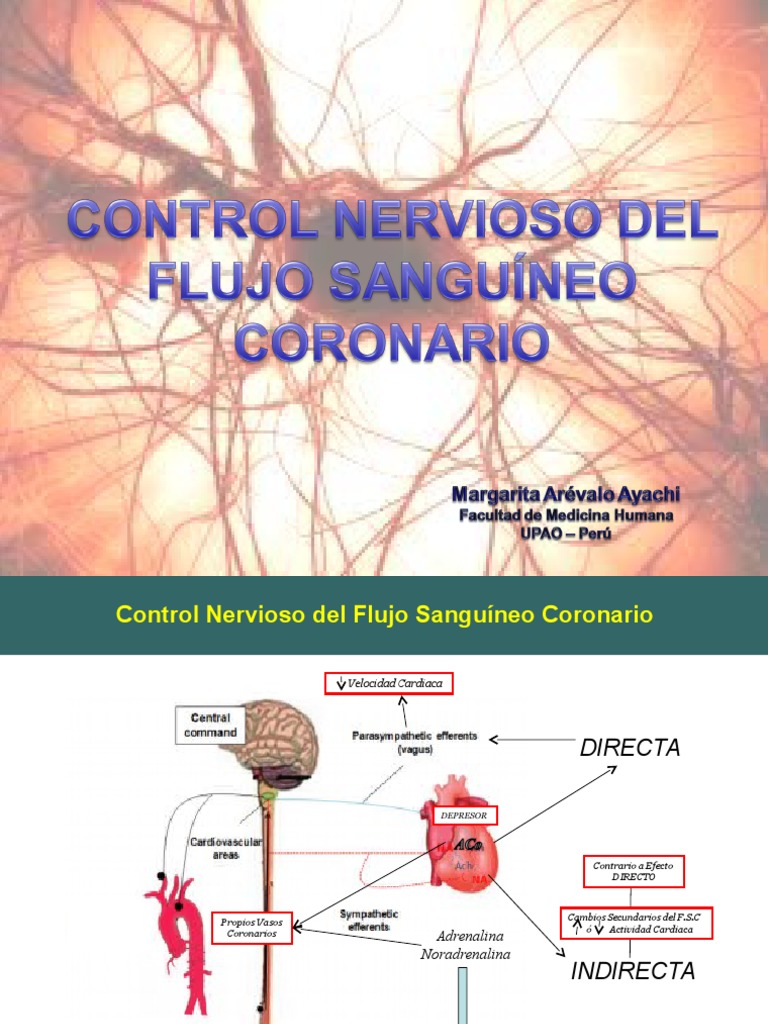 Control Nervioso del Flujo Sanguineo Coronario