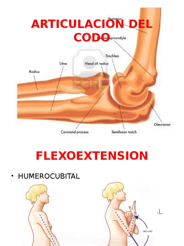 Articulacion Del Codo | PDF | Hogar, jardinería y bricolaje | Ciencia y ...