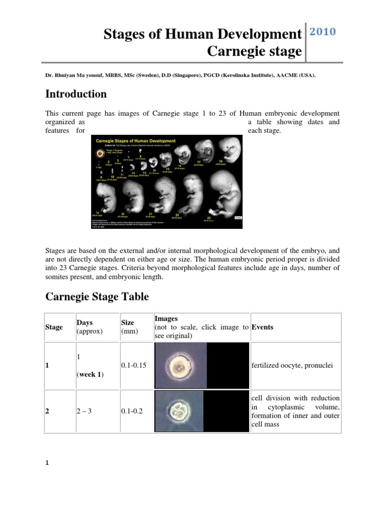 Carnegie Stages, Human Development | PDF | Zoology | Biology