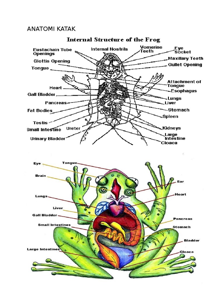 Struktur dan Anatomi Katak Lengkap | PDF