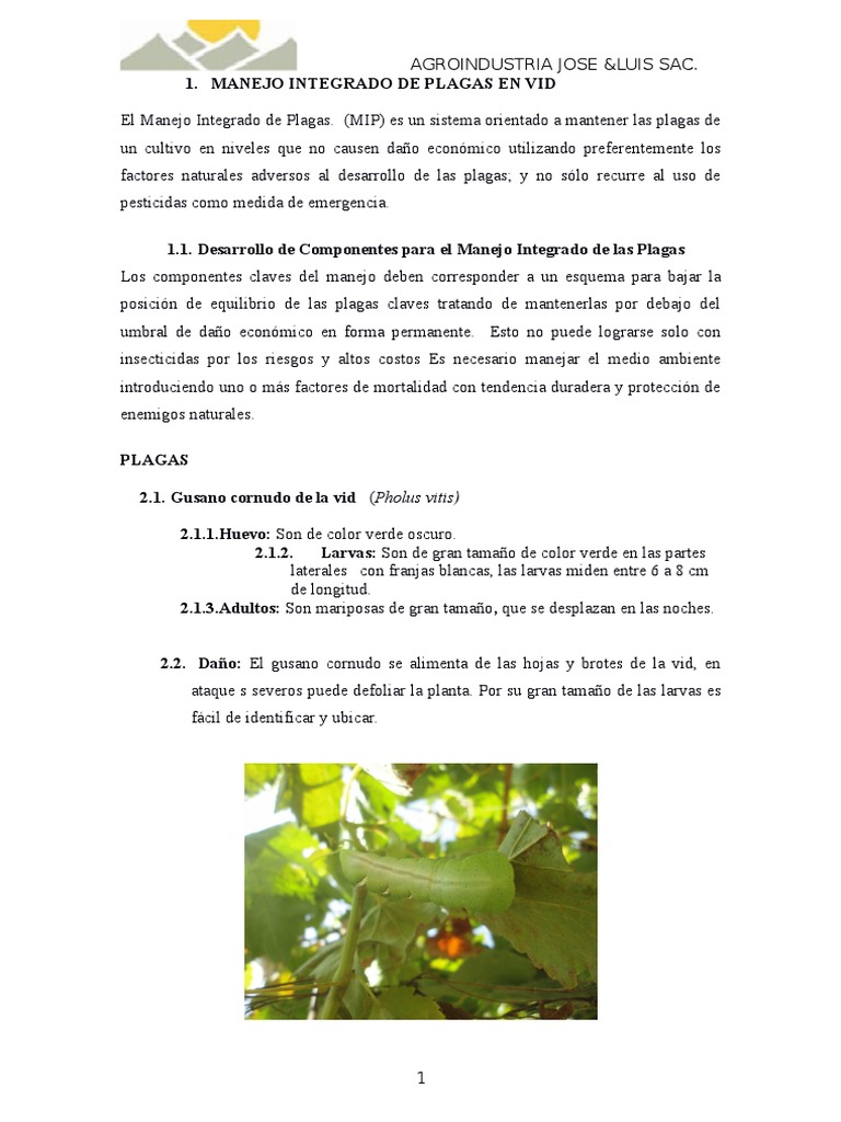 Control de Plagas en Vid: Pholus Vitis | PDF | Plaga (organismo) | Botánica