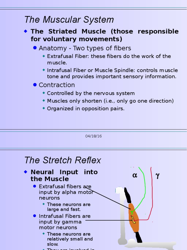 Stretch Reflex | PDF | Motor Neuron | Neurobiology
