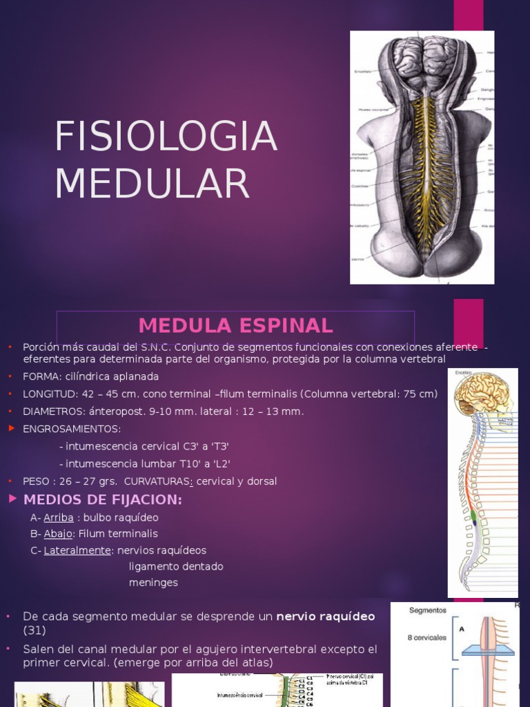 Fisiologia Medular | Médula espinal | Materia gris