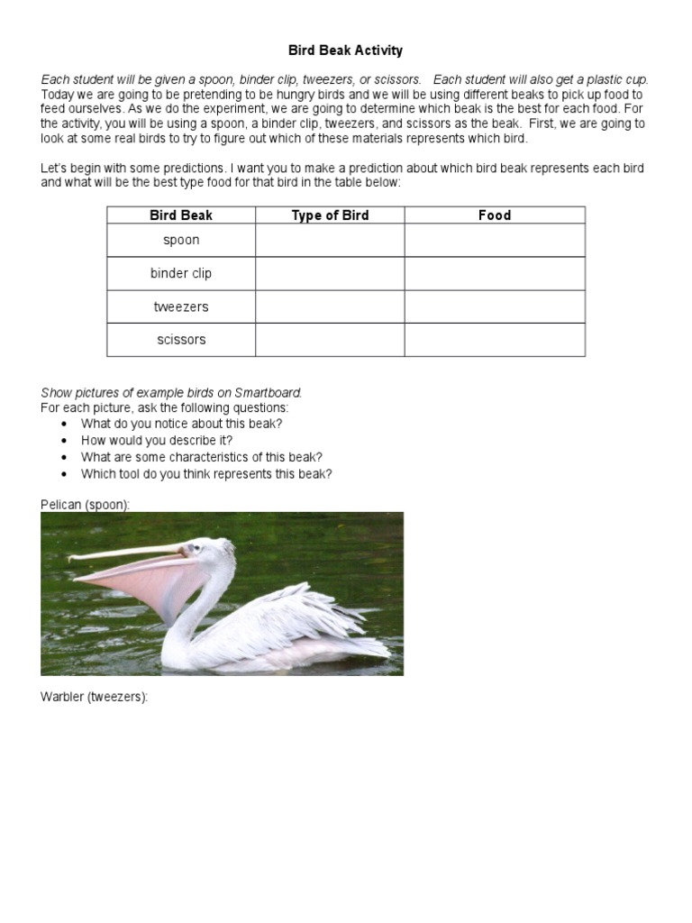Bird Beak Activity | PDF | Beak | Birds