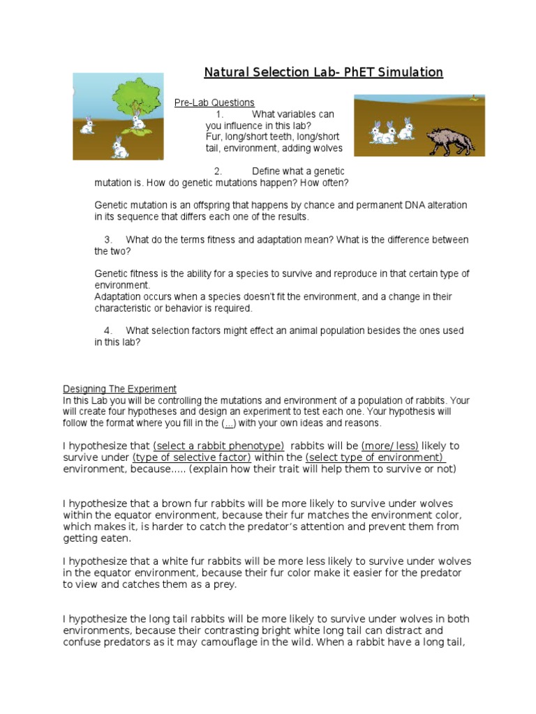 Natural Selection Lab | PDF | Natural Selection | Genetics