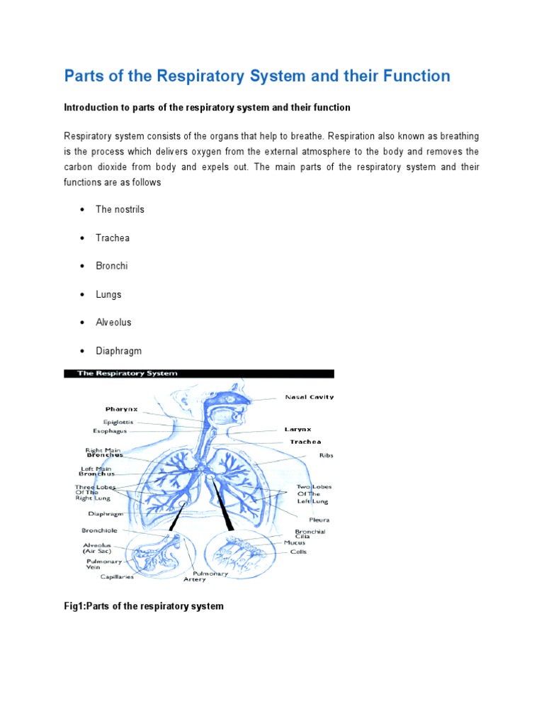 Parts of The Respiratory System and Their Function | Download Free PDF ...