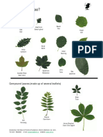 Weed Identification Guide | PDF | Clover | Leaf