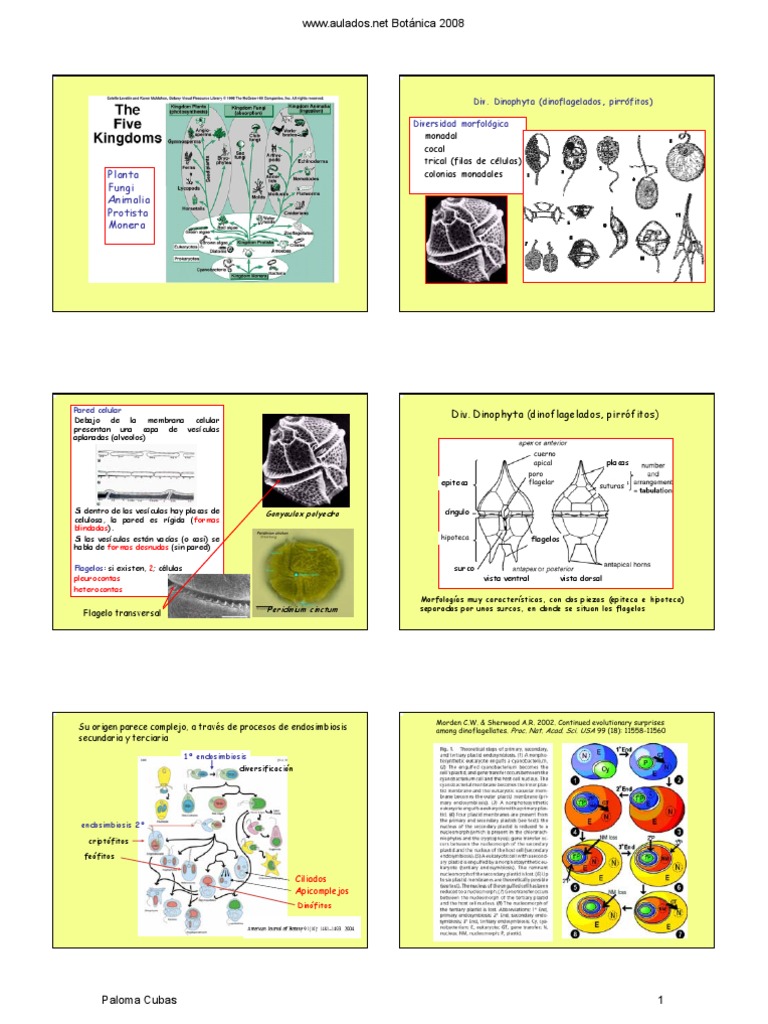 Dinophyta | PDF | Eucariotas | Biología