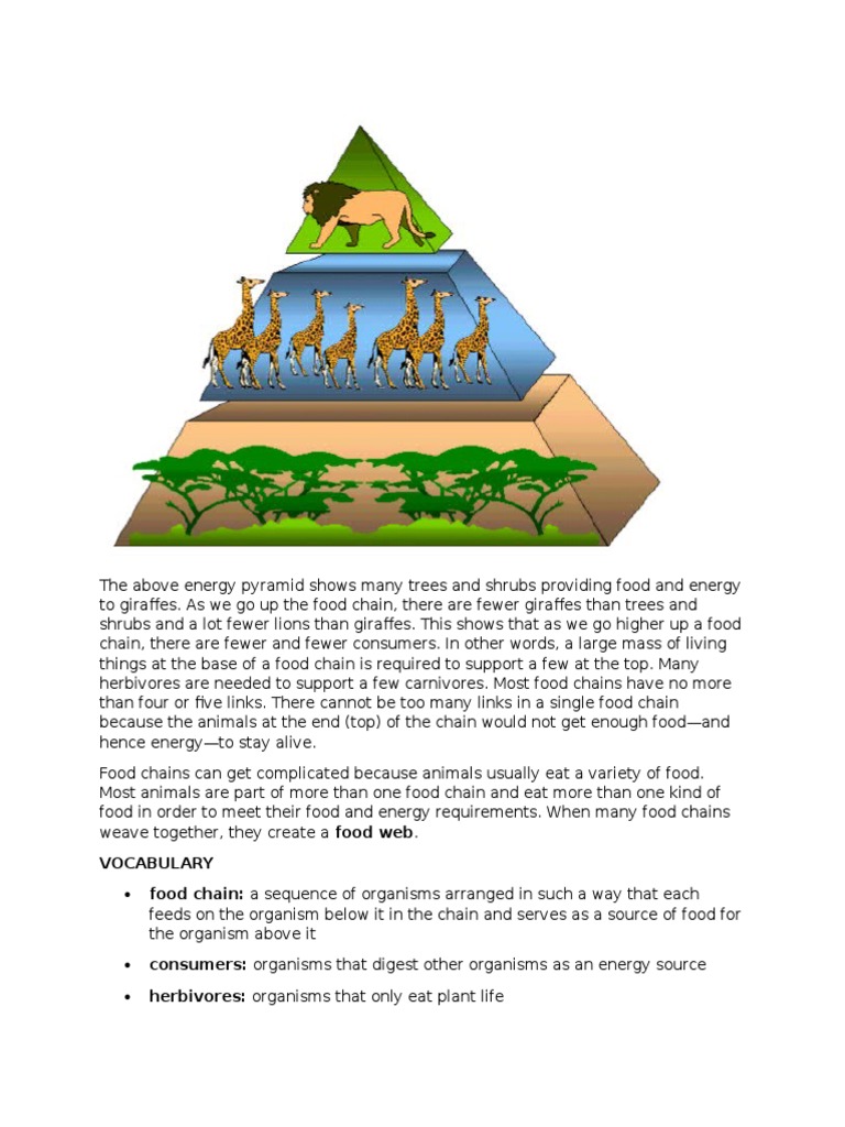 Food Chain Background | PDF | Food Web | Biogeochemistry