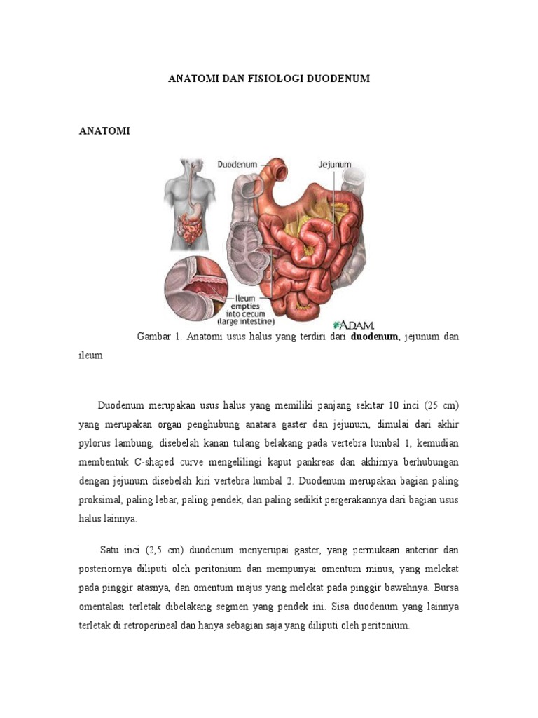 Anatomi Dan Fisiologi Duodenum | PDF | Ilmu Sosial