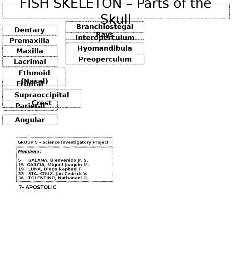 Fish Skeleton Anatomy Breakdown | PDF