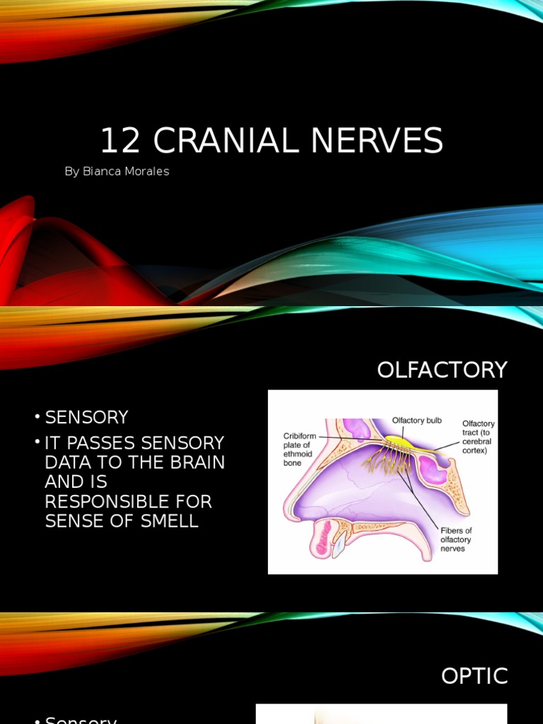12 Cranial Nerves | PDF