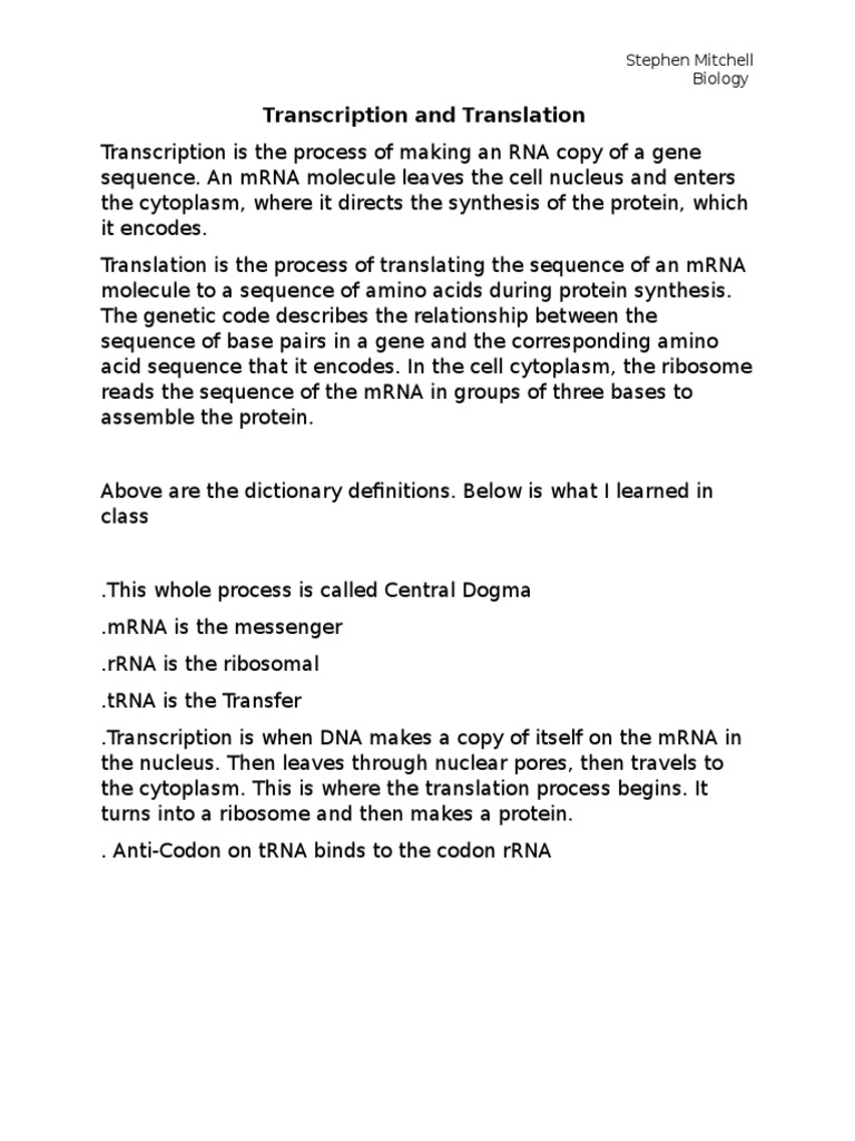 Transcription and Translation: Stephen Mitchell Biology | PDF