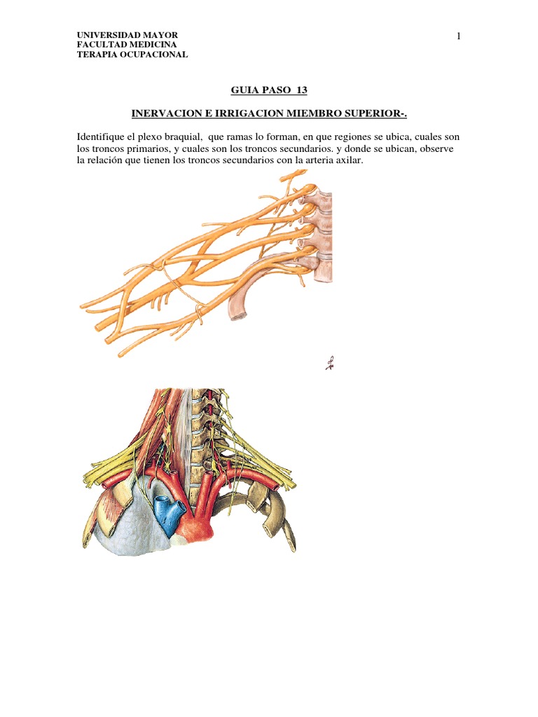 Inervacion e Irrigacion | PDF | Angiología | Extremidades (anatomía)