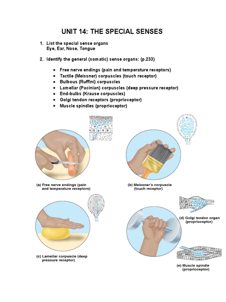 Overview of Special Senses Anatomy | PDF | Ear | Retina