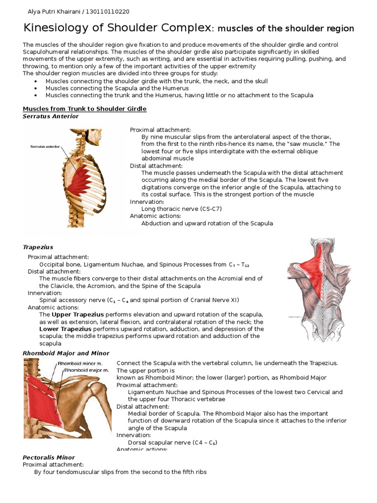 Kinesiology of Shoulder Complex | Anatomical Terms Of Motion | Shoulder