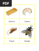 Ciclo de Vida de la Mariquita | PDF