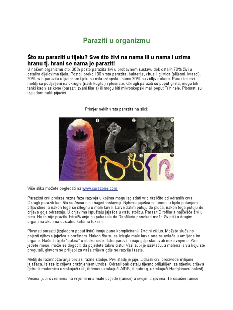Paraziti U Organizmu | PDF