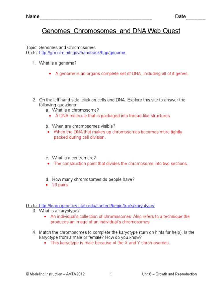 03 Genome Chromosome and Dna Webquest 2 | PDF | Chromosome | Genome